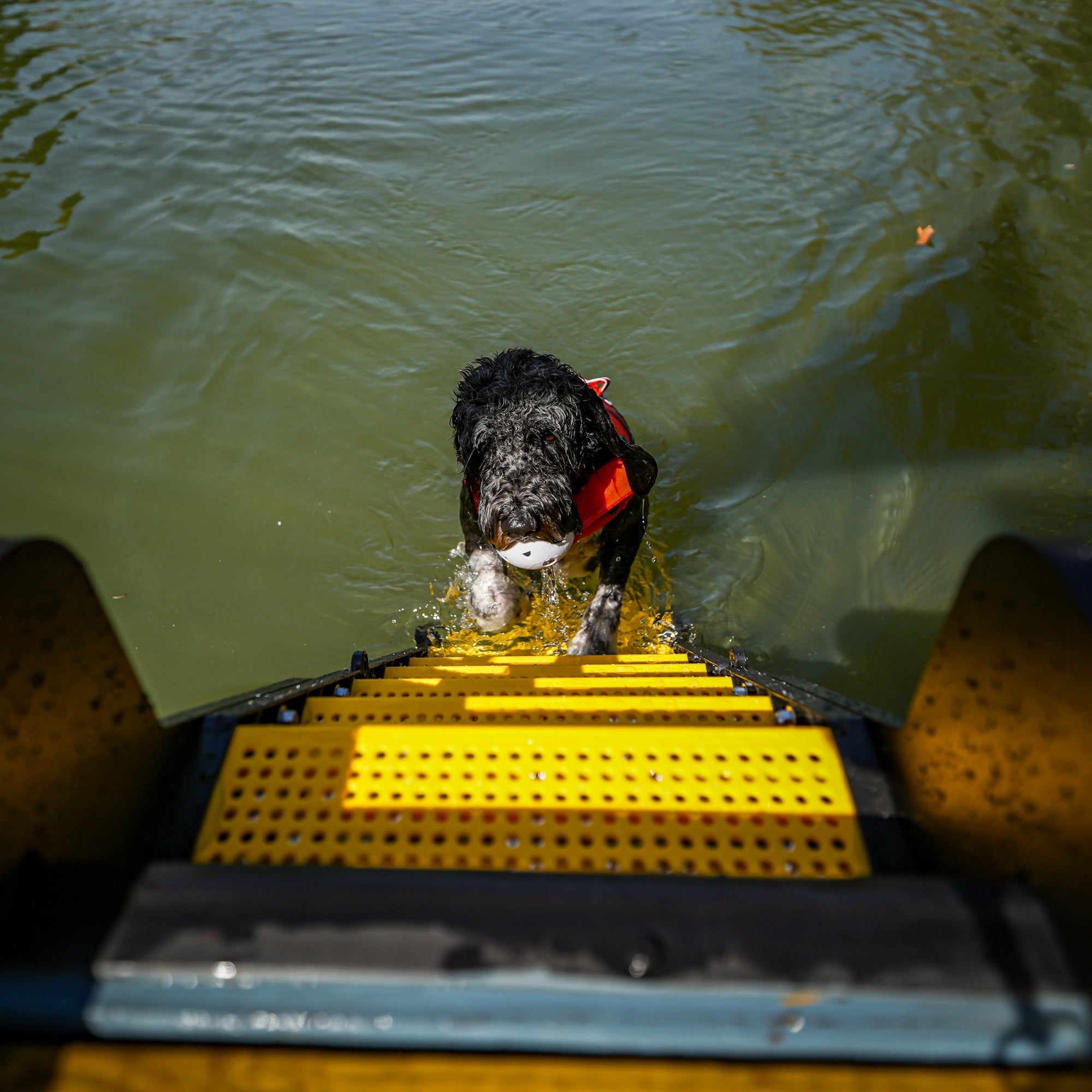 Dog Dock Ramp - Flip-Up Dog Ramp for Docks, Swim Platforms & Seawalls ...