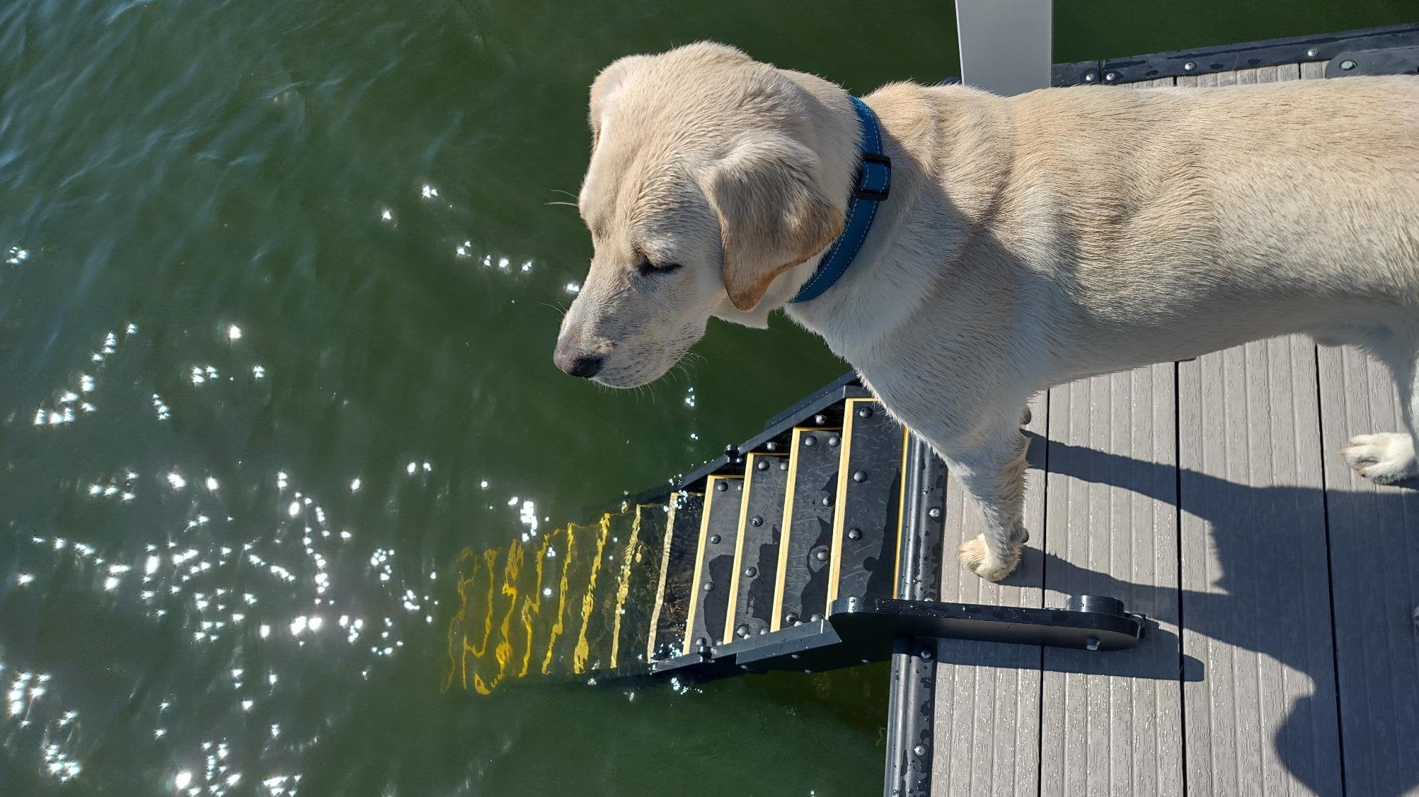 Dog Ramps for Water - Water Dog Adventure Gear