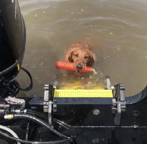 Dog Ladder for Fishing Boats - Gunwale/Lip-Mount Dog Ramp - WaterDog ...