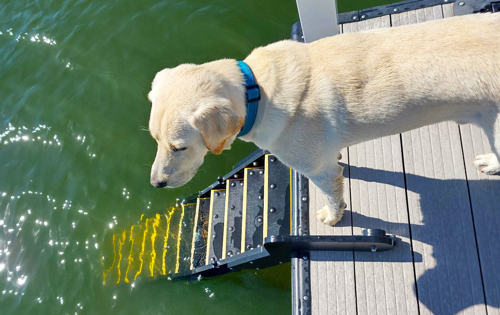 Dog Ramps for Water - Water Dog Adventure Gear
