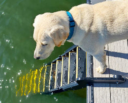 Dog Ramps for Water - Water Dog Adventure Gear