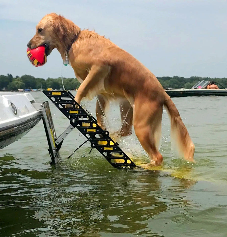 Dog Ramps for Water - Water Dog Adventure Gear