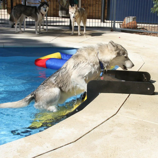 Dog Pool Ramp - Best Pool Dog Ramp for In-Ground or Above-Ground ...